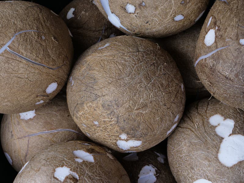 Top View of Several Coconuts Stock Image - Image of food, coconut ...