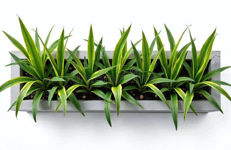 Green Houseplant Rectangular Planter Top View Stock Photos - Free ...