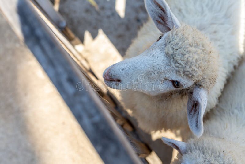 Top View of Sheep in a Farm Stock Image - Image of grazing, cute: 168631159
