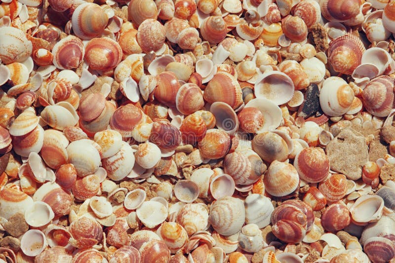 Sea Shells on Sand at the Beach Stock Photo - Image of seashore, space ...