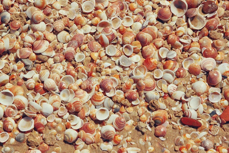 Sea Shells on Sand at the Beach Stock Photo - Image of seashore, space ...