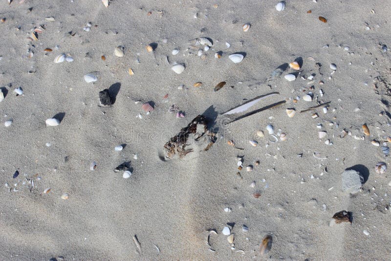 Top View of Shells on a Sandy Beach Stock Image - Image of sandy ...