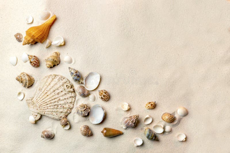 Top View of Shells on Sandy Beach Stock Photo - Image of abstract ...