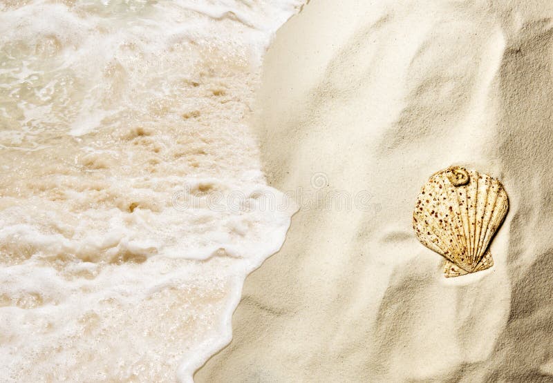 Top View of Shells on the Sandy Beach with Wave Stock Photo - Image of ...