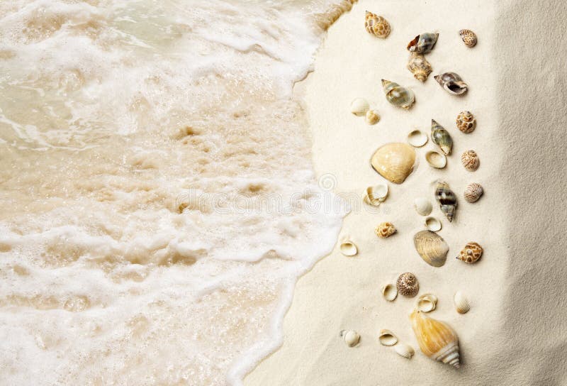 Top View of Shells on the Sandy Beach with Wave Stock Image - Image of ...