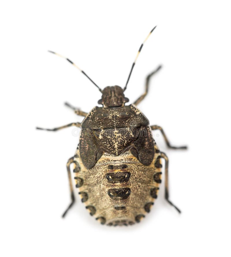 Shield Bug, Troilus Luridus Stock Photo - Image of invertebrate ...