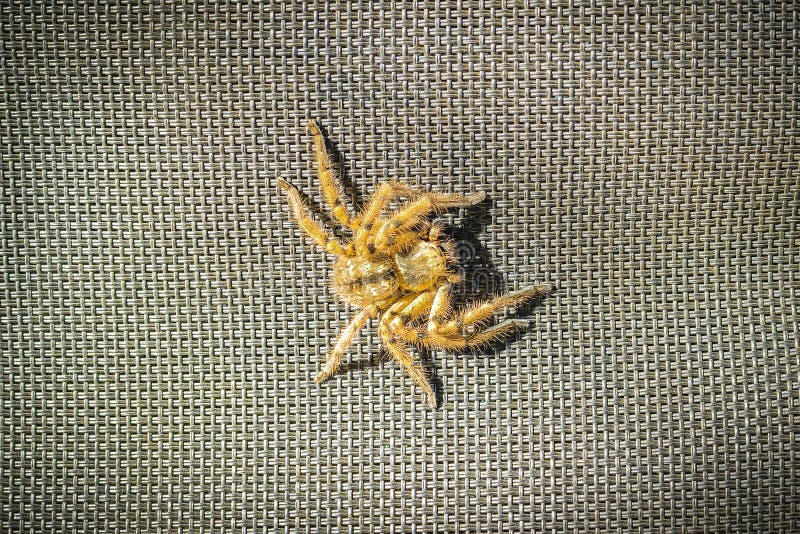 Big spider over texture stock photo. Image of brown - 252901804