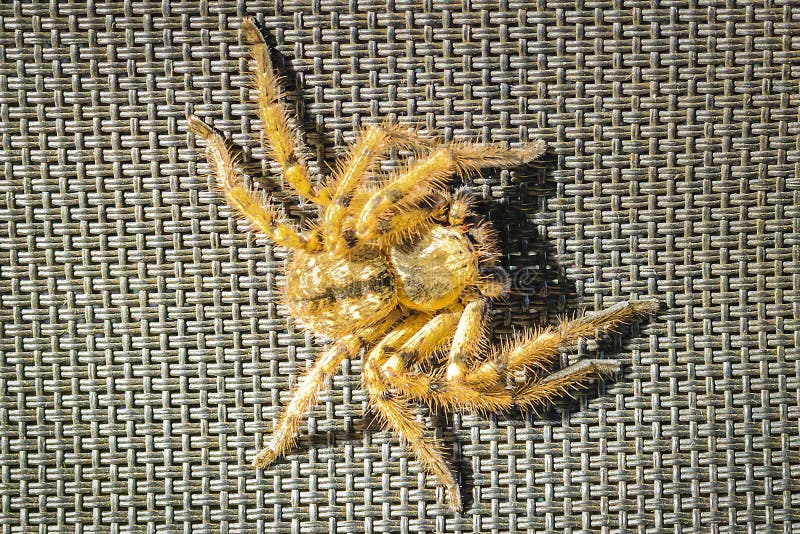 Big Spider Top View Isolated Stock Image - Image of white, legs: 252971829