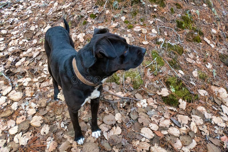 Top View Shot of a Boxador Dog Breed Outdoors Stock Image - Image of ...