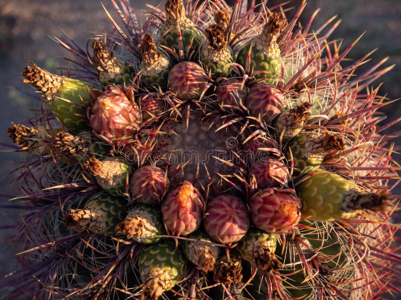 Top View Shot of a Cactus Plant Stock Image - Image of plant ...