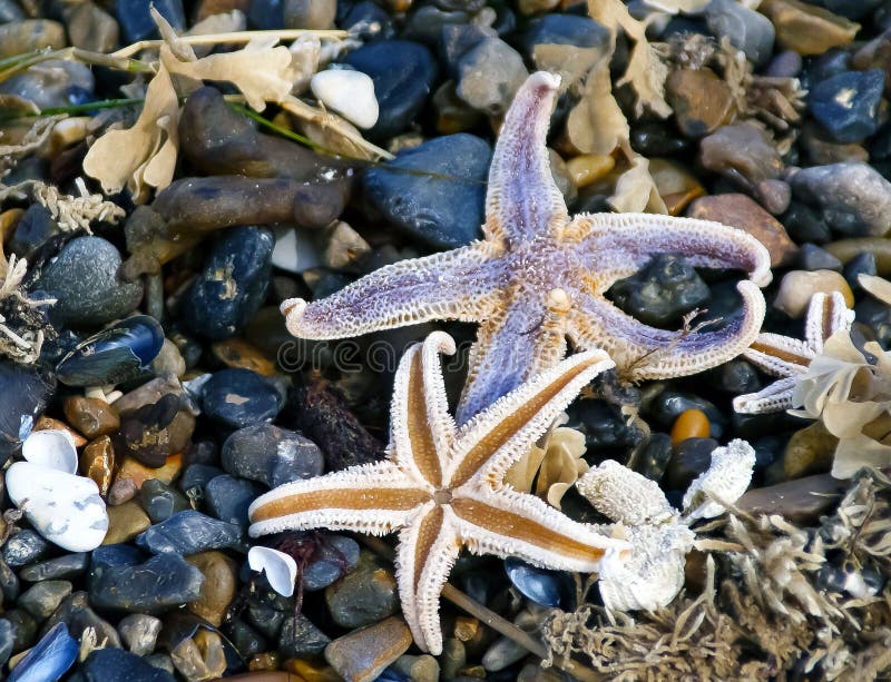 Top-view Shot of Common Starfish on a Rocky Beach Stock Image - Image ...