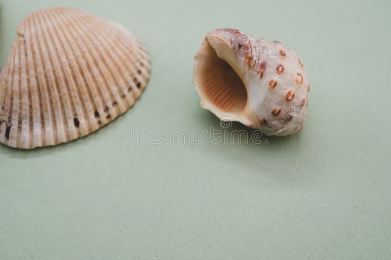 Top View Shot of Dried Seashell Isolated on a Light Blue Background ...