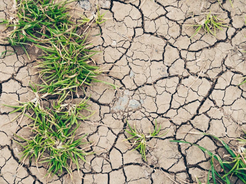 Top View Shot of a Dry Swamp Ground Stock Photo - Image of environment ...
