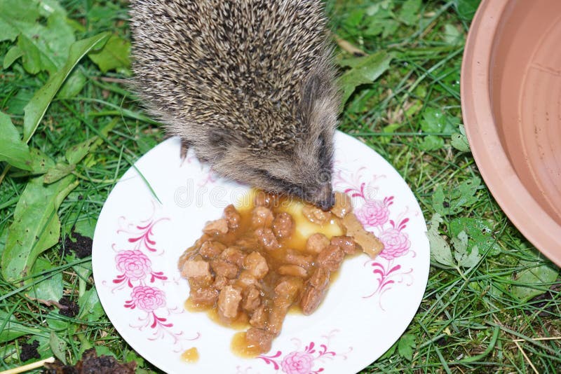Top View Shot of a Hedgehog Eating a Meat Dish on the Plate Stock Image ...