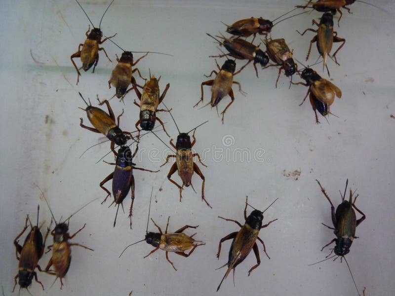 Top view shot of insects stock image. Image of fauna - 201489253