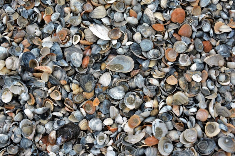 Top View Shot of Many Types and Sizes Seashells on the Beach Sand Stock ...