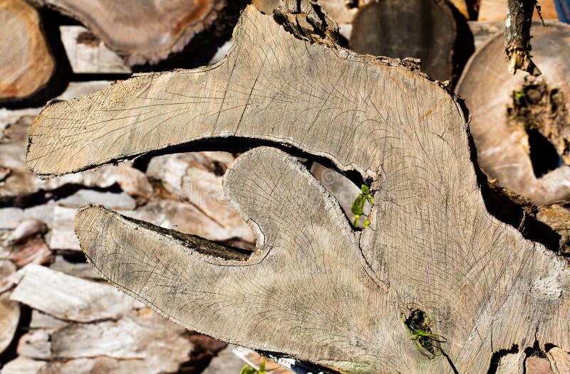 Top View Shot of Sawed Tree Trunks in Different Sizes Stock Image ...
