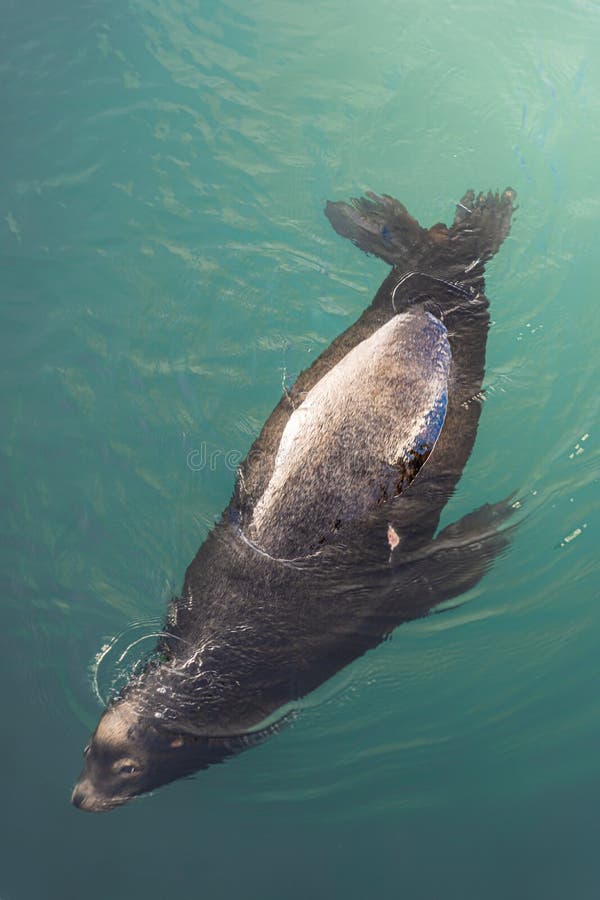 Top View Shot of a Seal Gracefully Swimming in the Ocean Stock Image ...