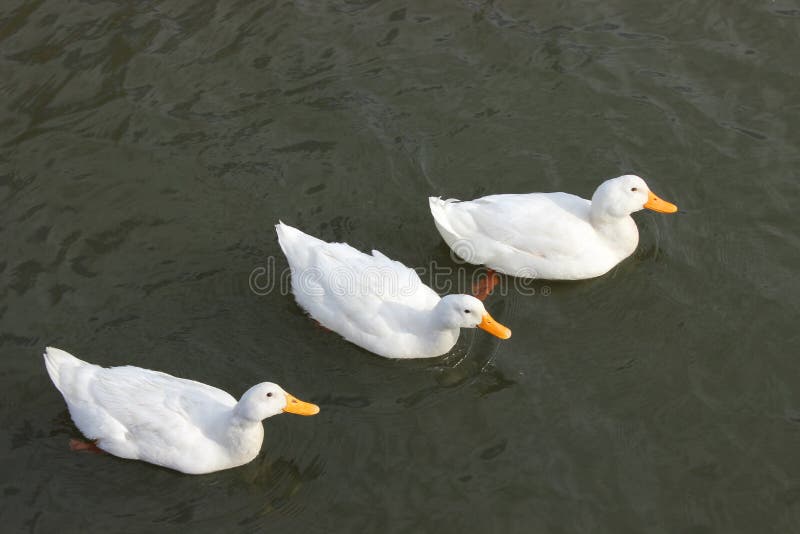 Top View Shot of Three White Ducks in the Lake Stock Photo - Image of ...