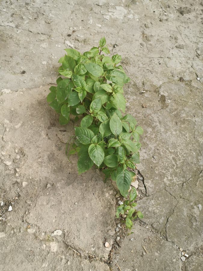 Top View Shot of a Young Bush Plant Stock Image - Image of high, summer ...