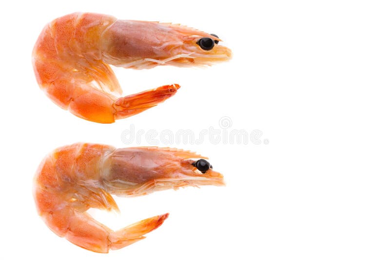 Top View of Shrimp Isolated Background Stock Photo - Image of healthy ...