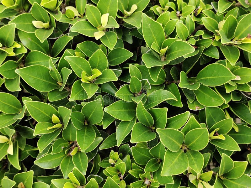 Top View of Shrubs Green Leaf Wallpaper Stock Image - Image of view ...