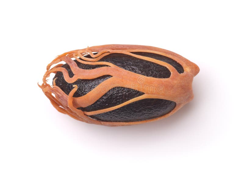 Top View of Single Nutmeg with Mace Stock Photo - Image of culinary ...