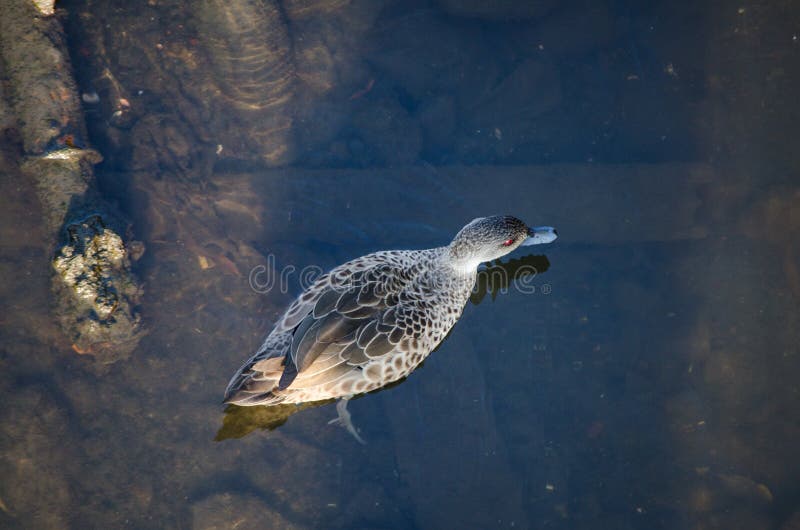 Top View of Pacific Black Duck Dabbling for Food in the River. Stock ...