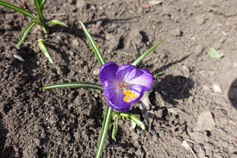 Top View of Purple Flower of Crocus Vernus in March Stock Photo - Image ...