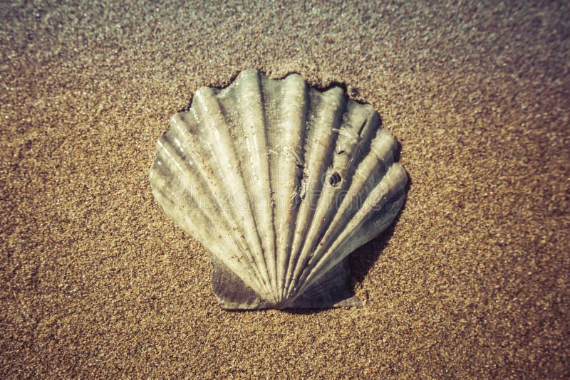 Top View of a Single Seashell on a Beach Sandy Surface Stock Image ...