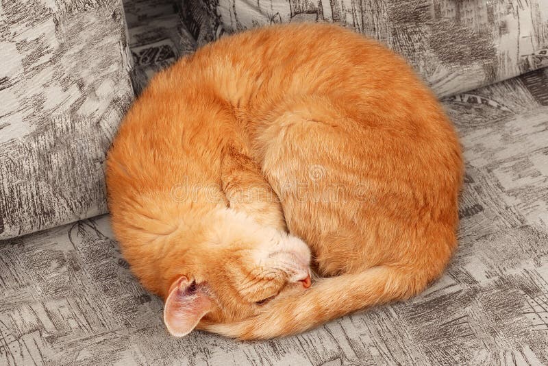 Curled Up Sleepng Ginger Cat Stock Photo - Image of close, rest: 190184670