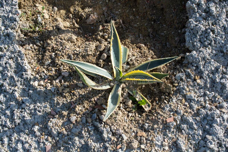 Top View of a Small Agave Plant on Dry Soil Stock Image - Image of ...