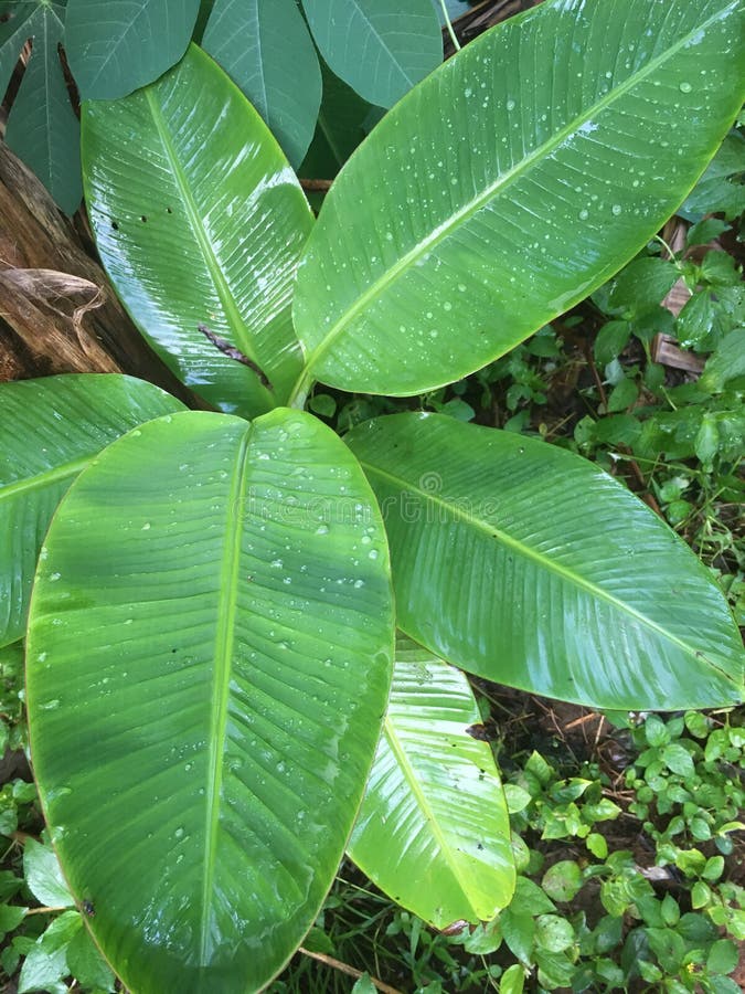 Small banana tree stock image. Image of botany, element - 250533553