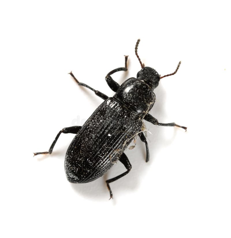 Top View Small Beetle Close Up on White Background Stock Image - Image ...
