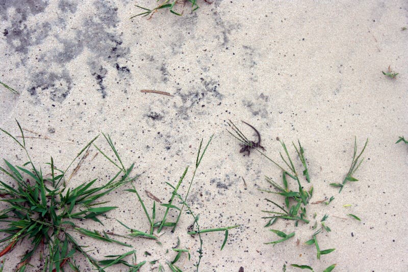 Top View of a Small Brown Lizard that Runs on the Sand among the Grass ...