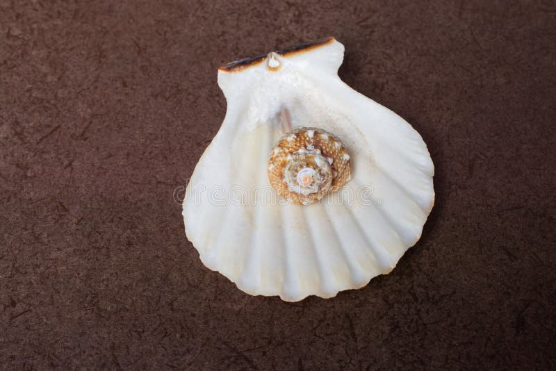 Top View of a Small Brown Seashell on a Large White Shell Stock Photo ...