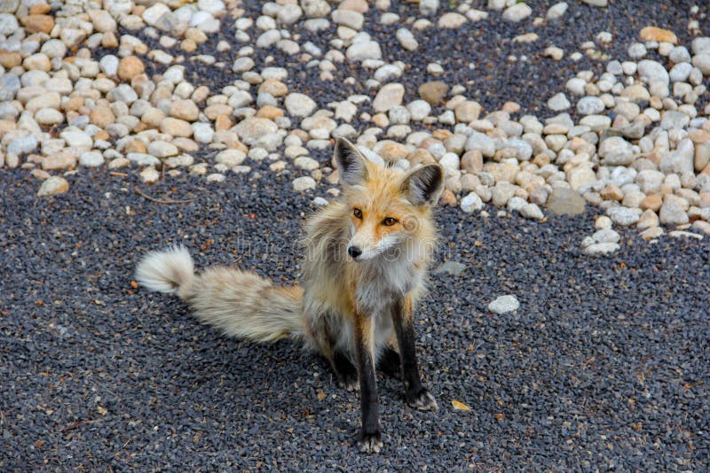 Top view of the small fox stock photo. Image of wildlife - 268340306