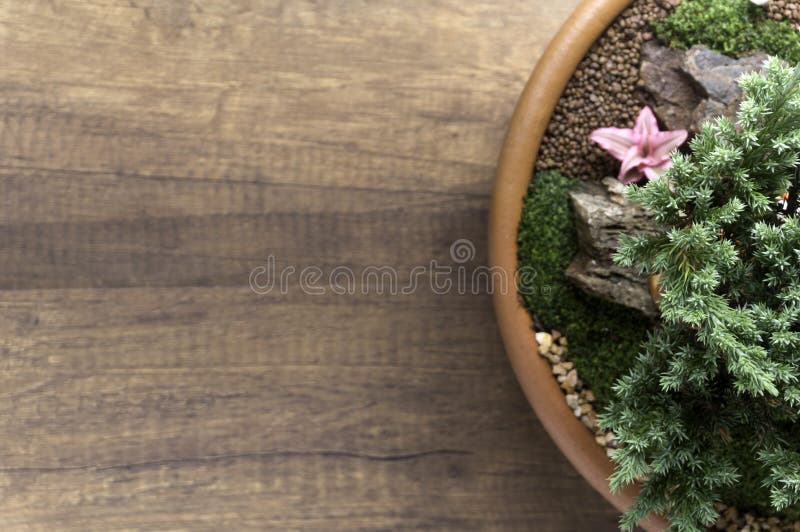 Top View Small Garden in the Bowl Stock Image - Image of garden ...