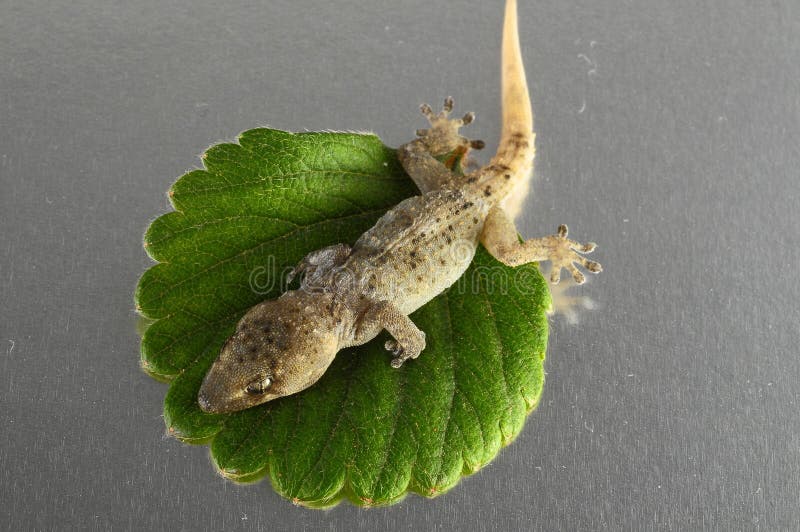 Top View of a Small Gecko Lizard Standing on a Green Leaf Stock Image ...