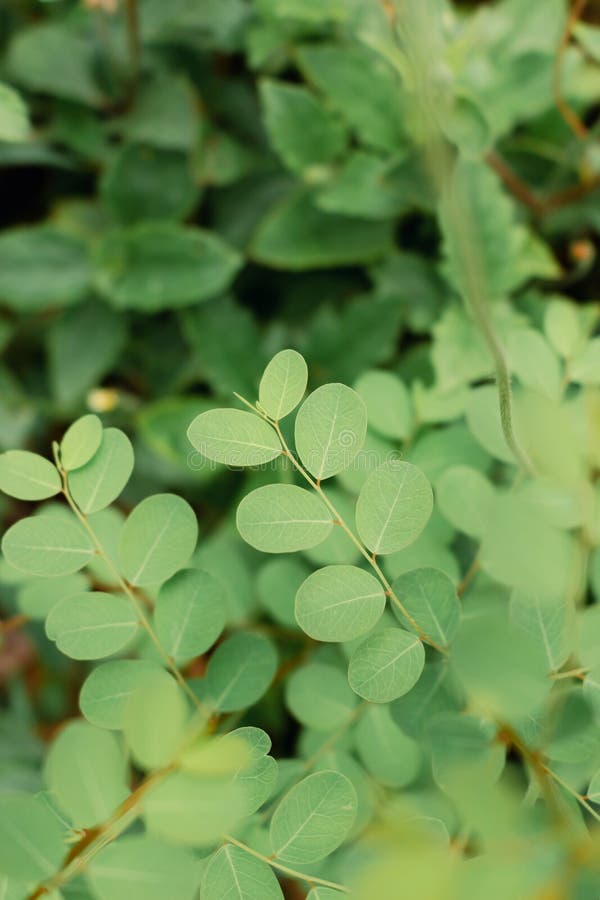 Small green leaves stock image. Image of leaf, park - 249289537