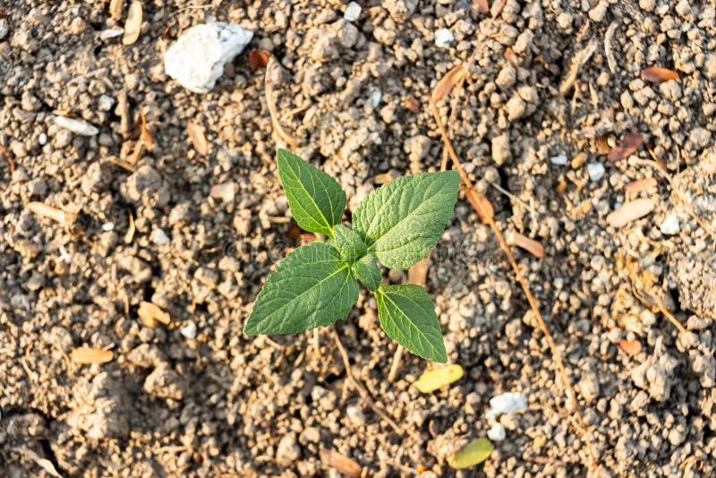 Small Green Tree on the Ground Stock Image - Image of agriculture ...