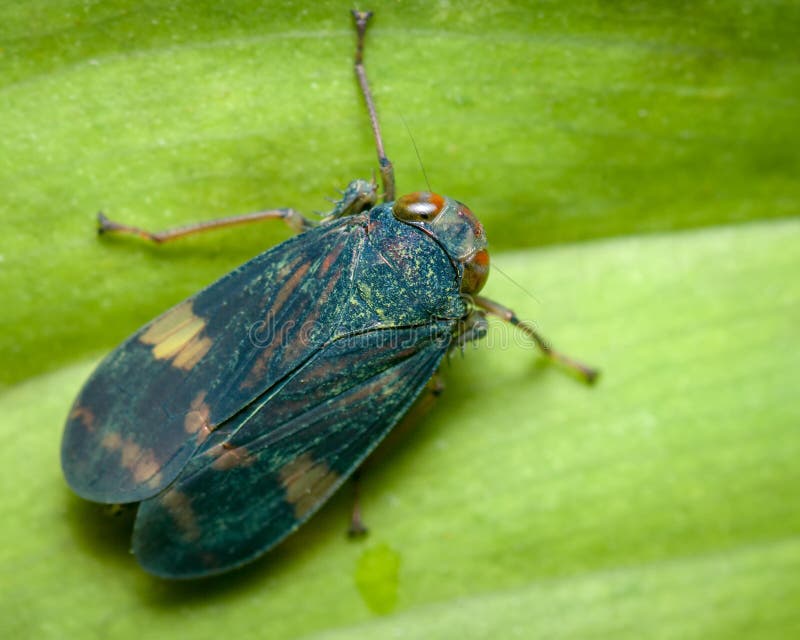 Rare Cicadellidae Stock Photos - Free & Royalty-Free Stock Photos from ...