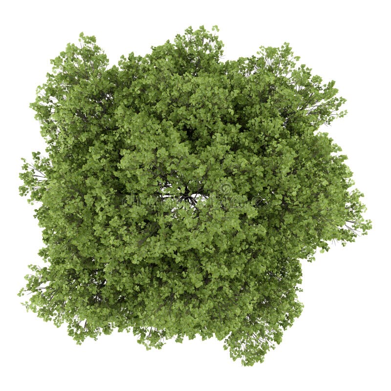 Top View of Small-leaved Lime Tree Isolated on White Stock Illustration ...