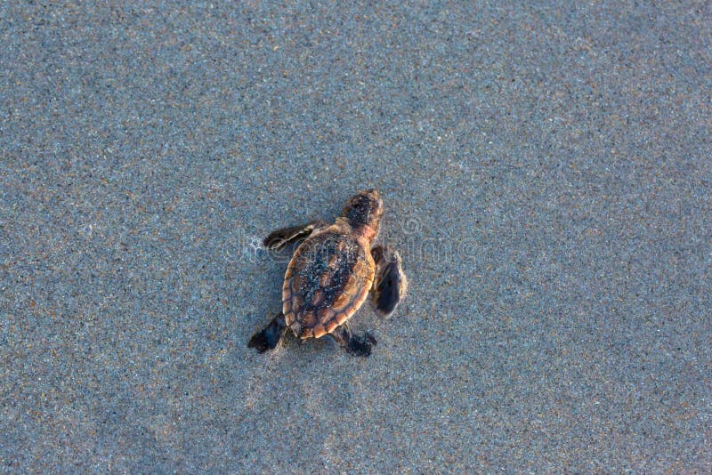 Top View of a Small Modern Sea Turtle on a Sand Stock Photo - Image of ...