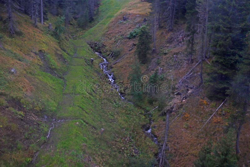 Top View of a Small Mountain Stream, Fallen Trees and Forest, Out of ...