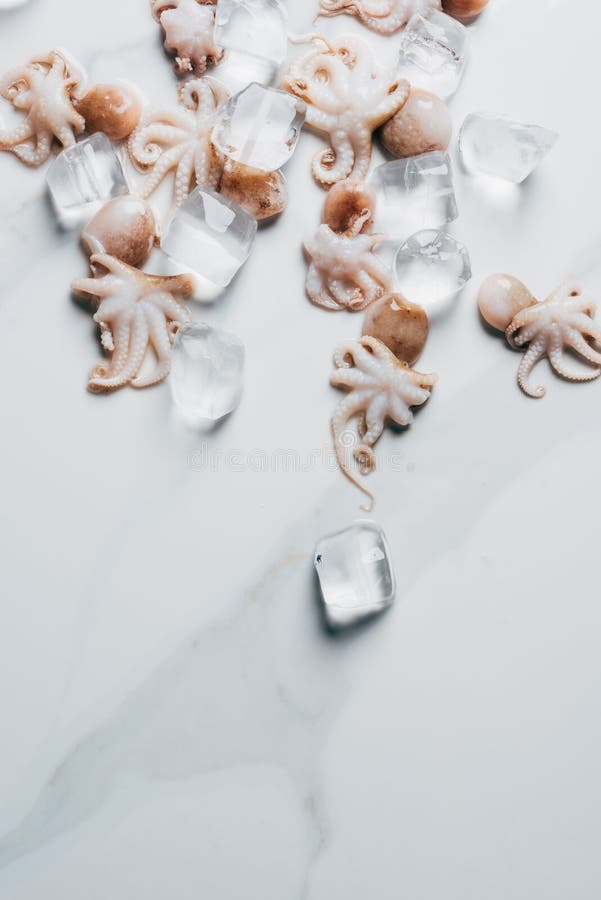 Top View of Small Octopuses with Ice Cubes Stock Photo - Image of ...