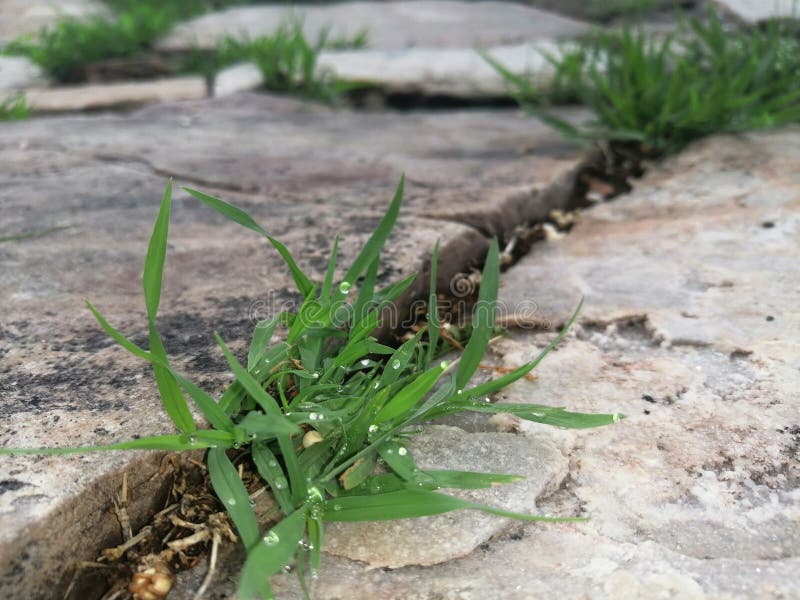 Top View of the Small Plant, Green Fresh Leaf on Center Group Branches ...