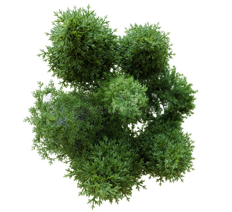 Top View Small Tree Group on White Background with Clipping Path Stock ...
