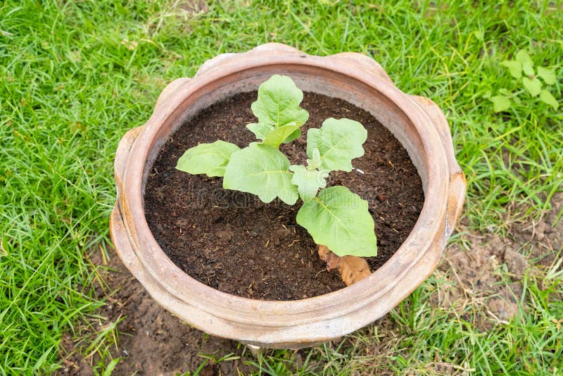 Top View of Small Tree Plantation in Pot in Backyard Stock Photo ...