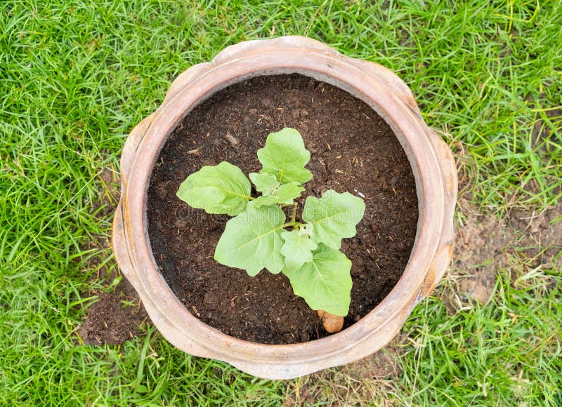 Top View of Small Tree Plantation in Stock Image - Image of chinese ...